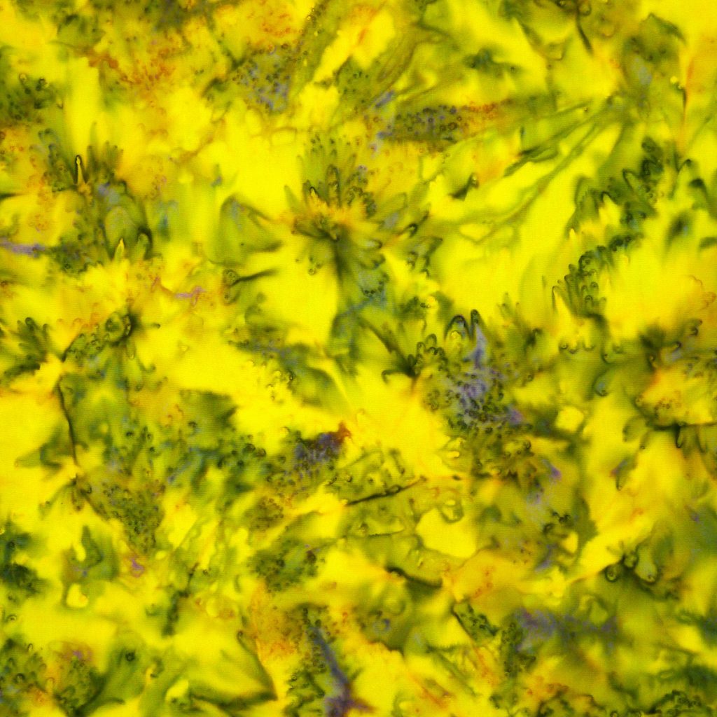 Cactus Flower – Batik by Mirah